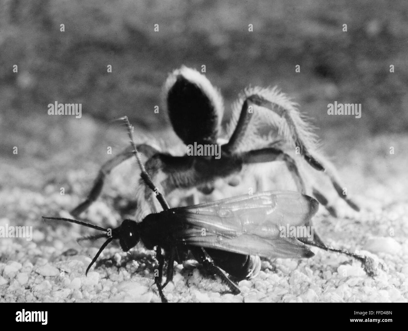 Pepsis wasp tarantula High Resolution Stock Photography and Images - Alamy