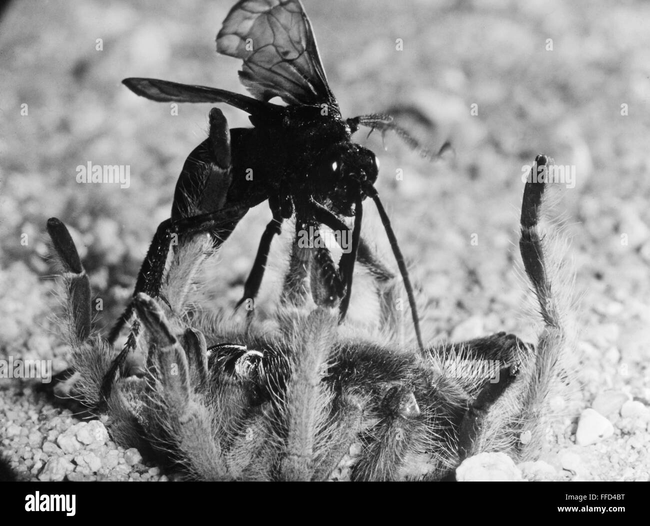 WASP & TARANTULA. /nTarantula hunted and paralyzed by a female Pepsis ...