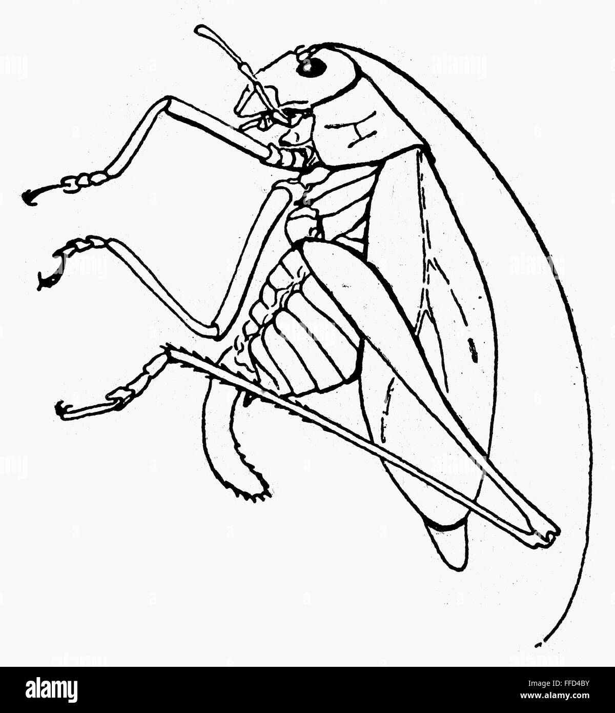 CRICKET./nThe Mormon cricket (Anabrus simplex Stock Photo - Alamy