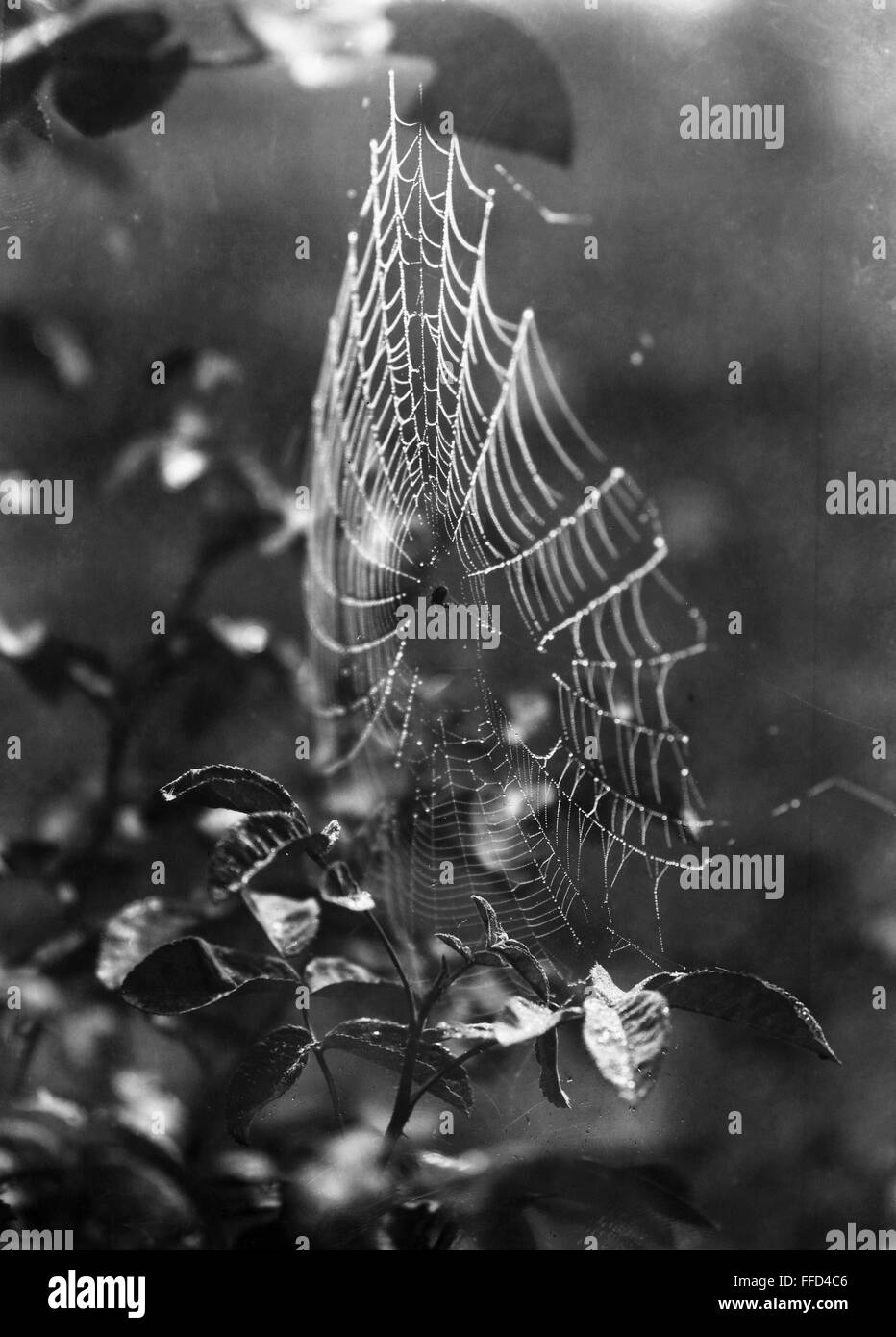 SPIDER WEB. /nPhotographed 20th century Stock Photo - Alamy