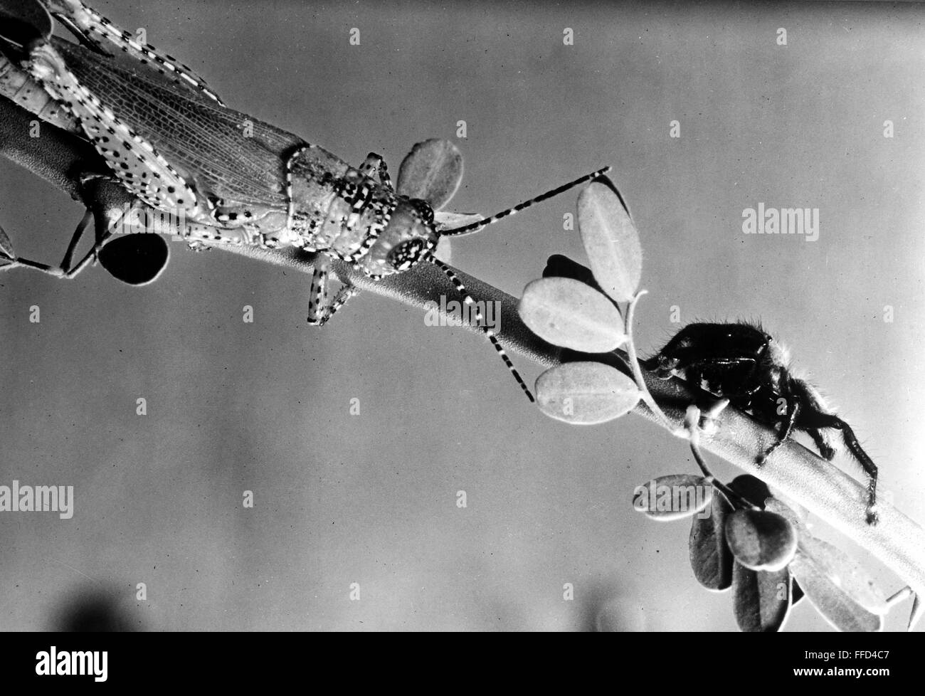 SPIDER & GRASSHOPPER. /nRed-back jumping spider stalks a spotted spur ...