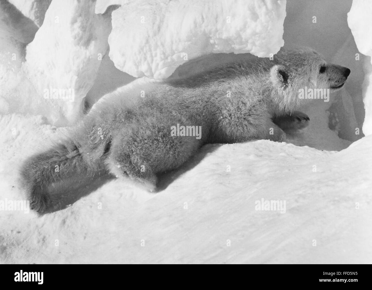 POLAR BEAR CUB. /nPhotographed 20th century Stock Photo - Alamy