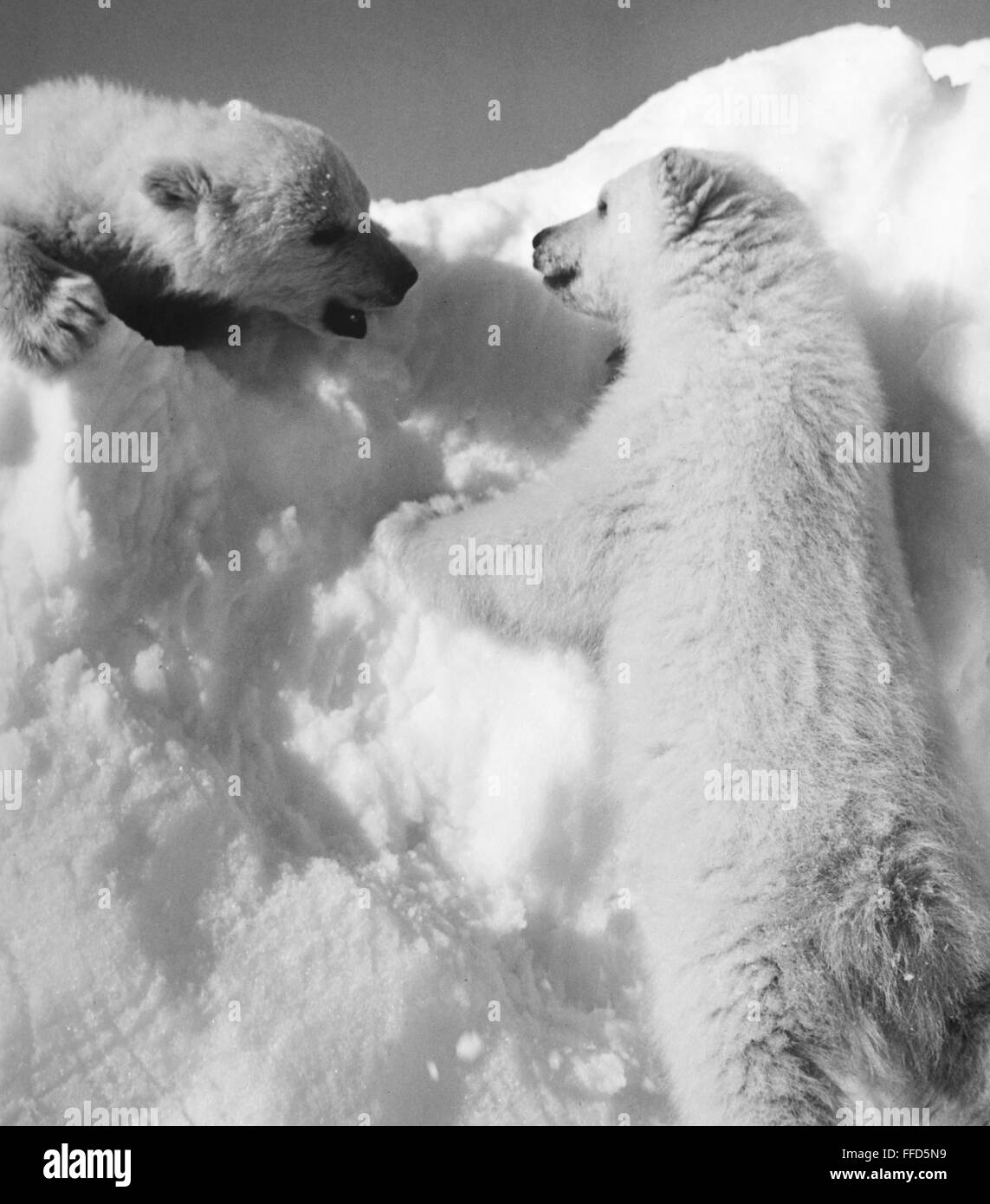 POLAR BEAR CUBS. /nPhotographed 20th century Stock Photo - Alamy