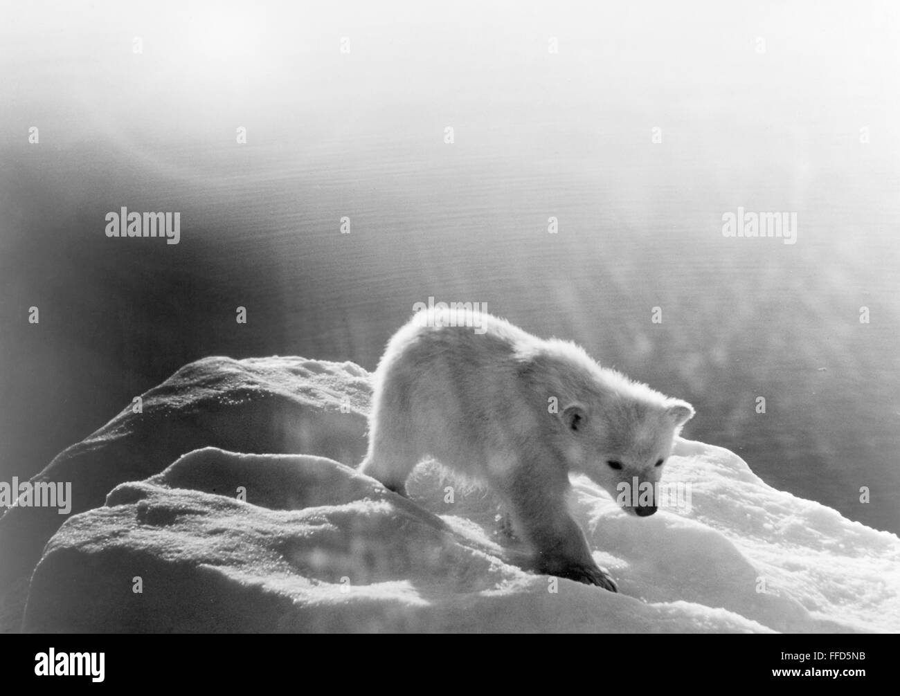 POLAR BEAR CUB. /nPhotographed 20th century Stock Photo - Alamy