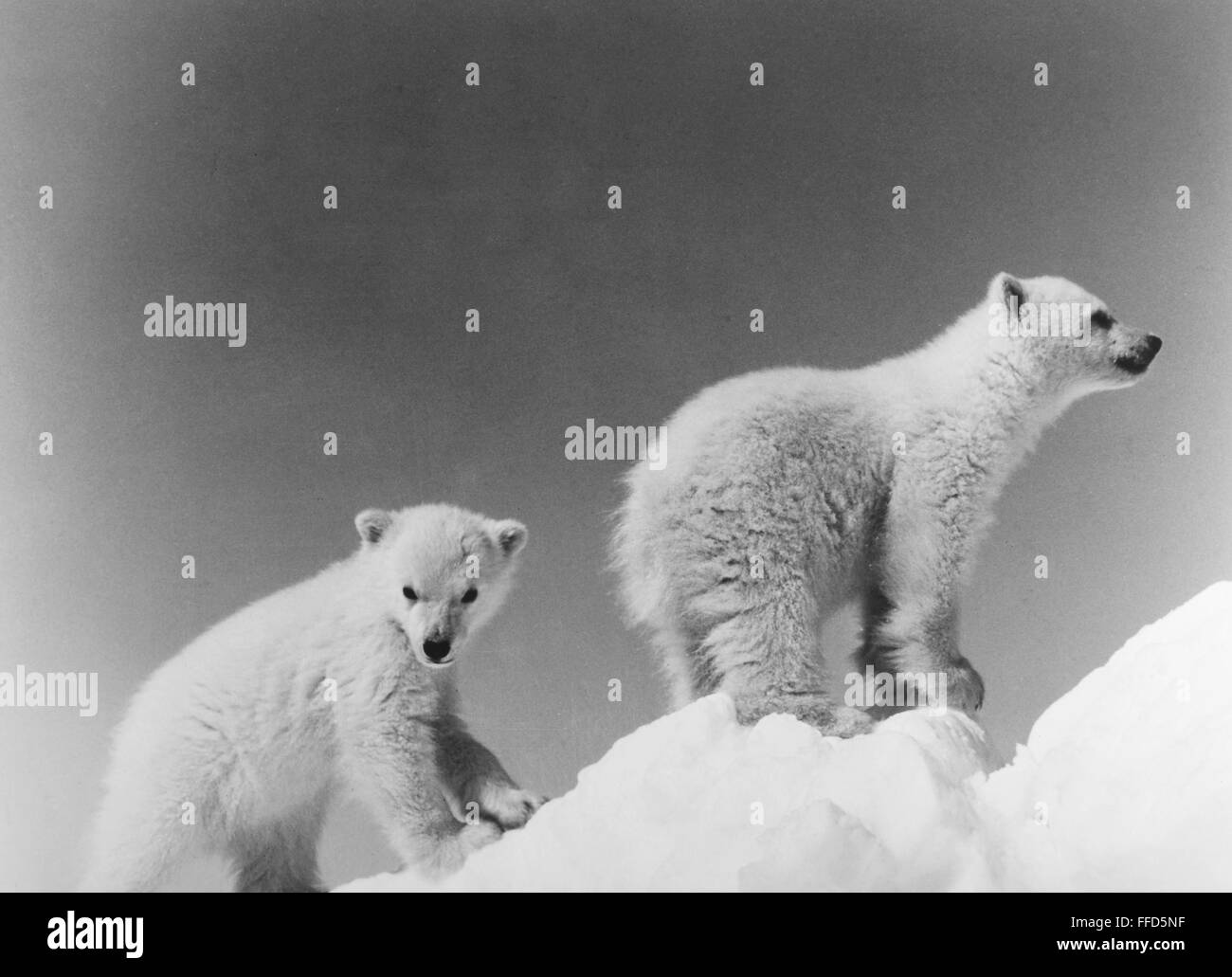 POLAR BEAR CUBS. /nPhotographed 20th century Stock Photo - Alamy