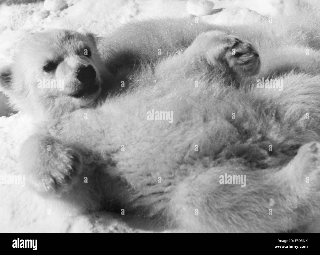 POLAR BEAR CUB. /nPhotographed 20th century Stock Photo - Alamy