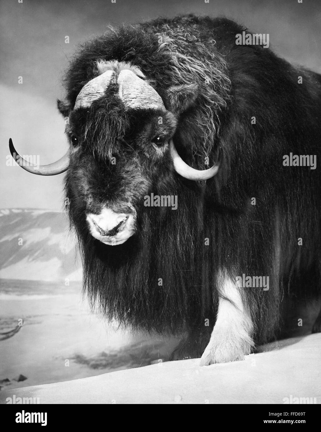 ARCTIC: MUSK OX. /nTaxidermy of a musk ox at the American Museum of ...