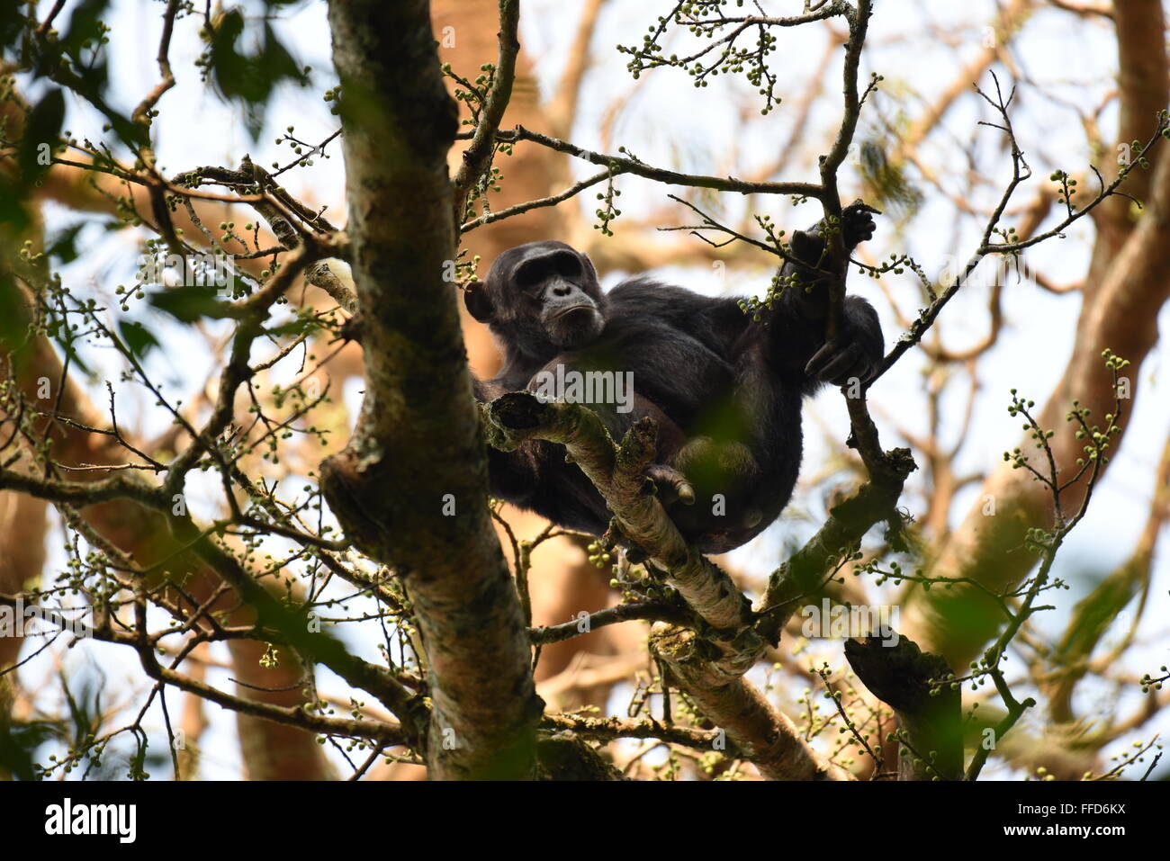 Chimps in Uganda Stock Photo - Alamy