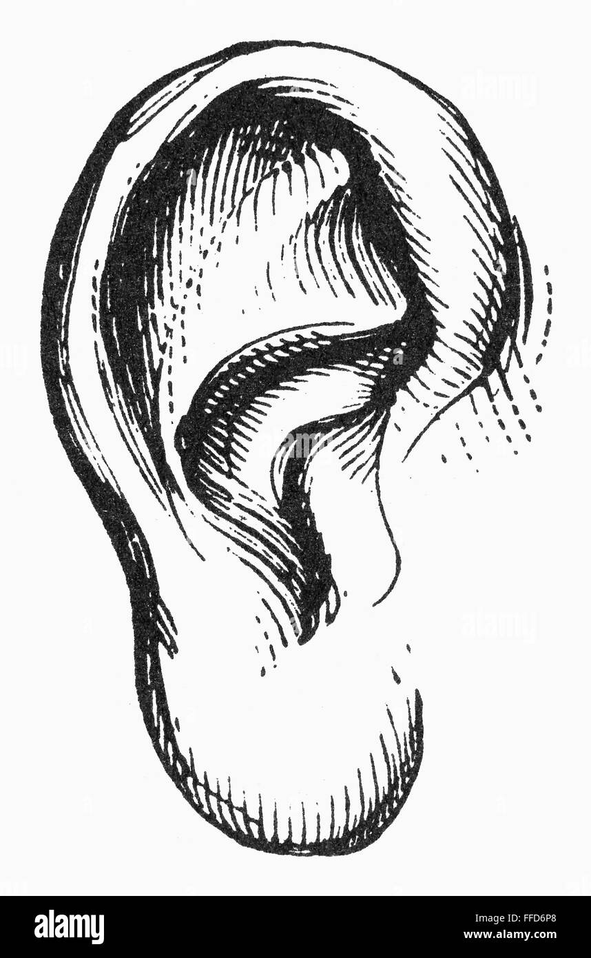HUMAN EAR. /nLine engraving Stock Photo - Alamy
