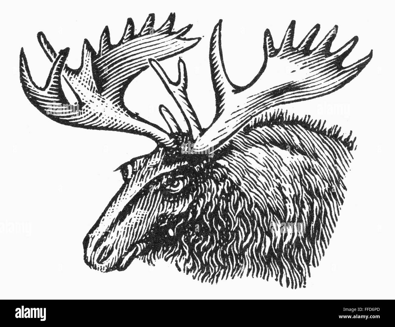 ELK/MOOSE. /nLine engraving Stock Photo - Alamy