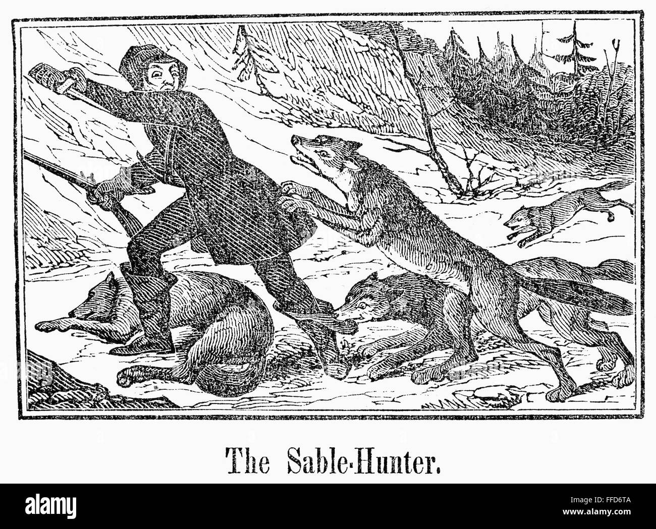 SABLE HUNTER, 1841. /nA sable hunter attacked by a pack of wolves. Wood ...