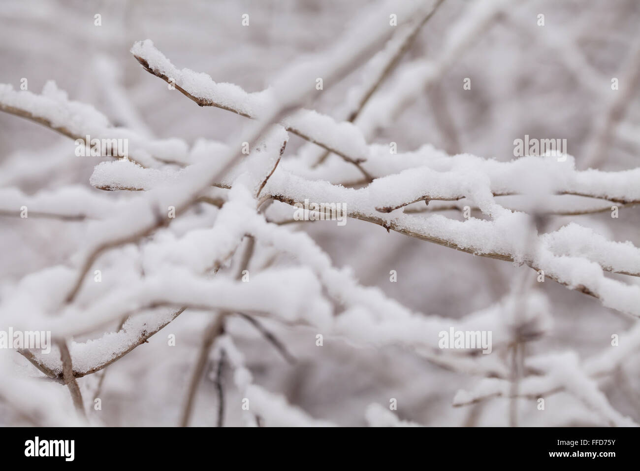 Snow covered tree limb hi-res stock photography and images - Alamy