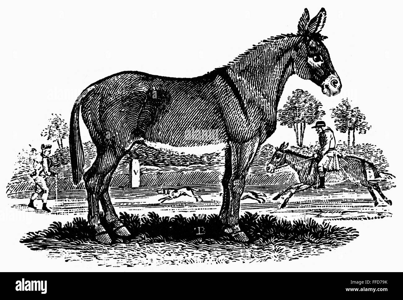 MULE. /nWood engraving, 19th century Stock Photo - Alamy
