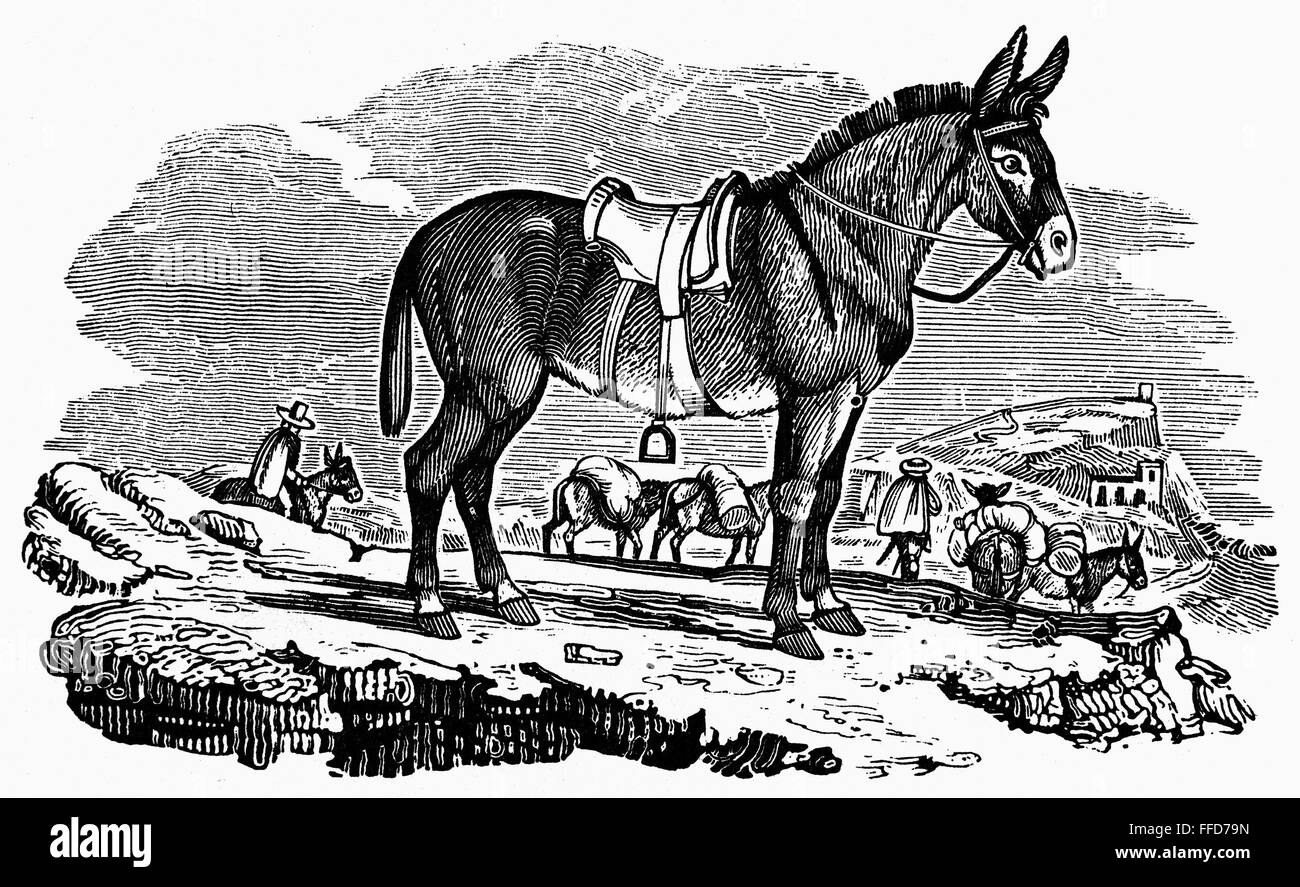 MULE. /nWood engraving, 19th century Stock Photo - Alamy