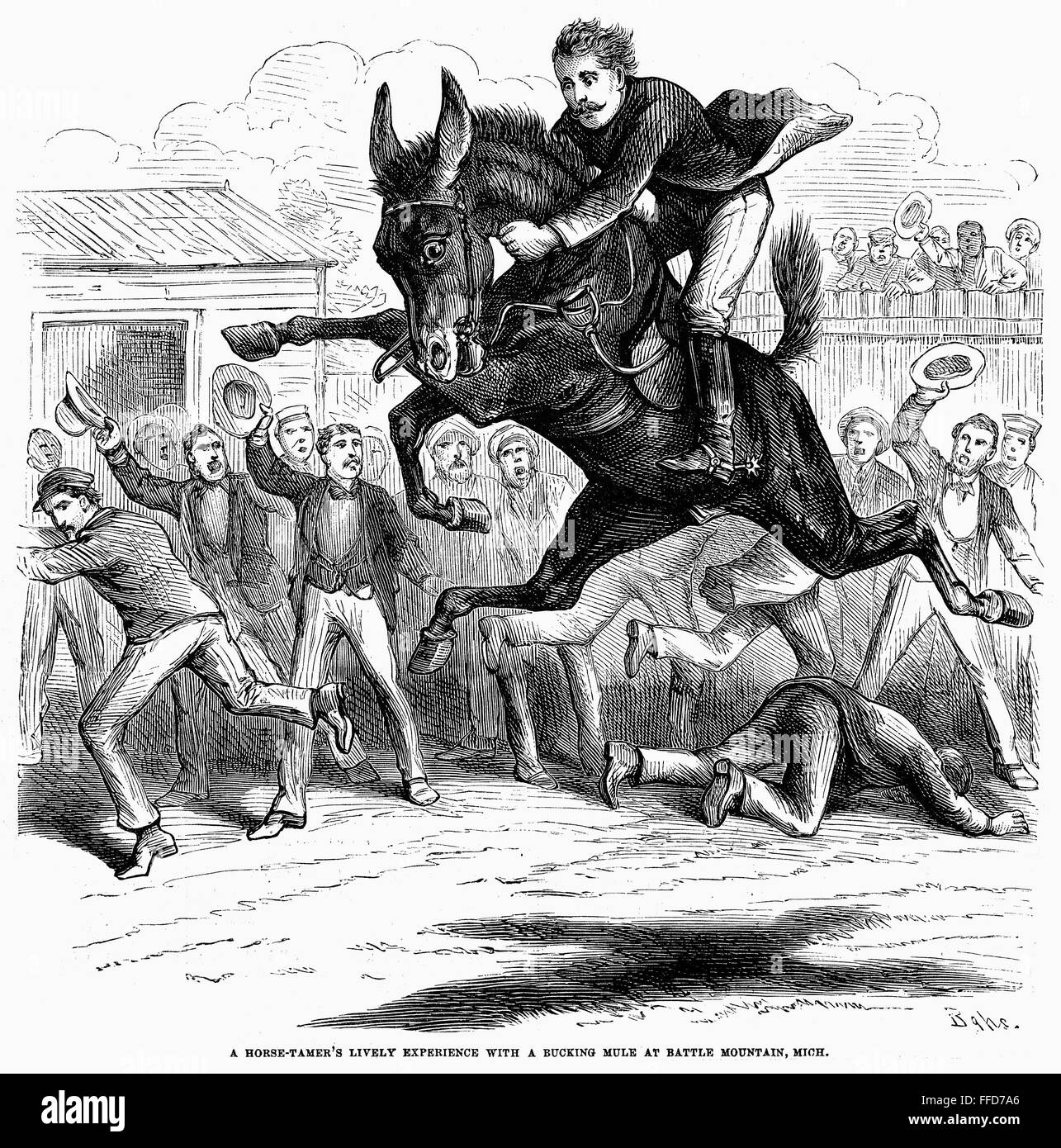BUCKING MULE, 1879. /nA horse-tamer's lively experience with a bucking ...
