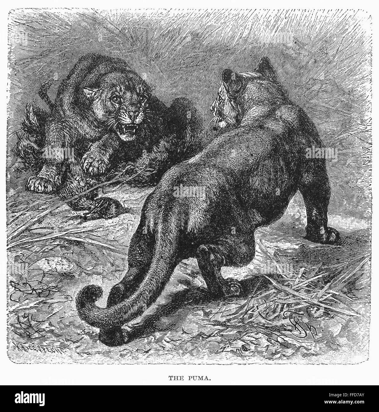 PUMA. /nLine engraving, 19th century Stock Photo - Alamy