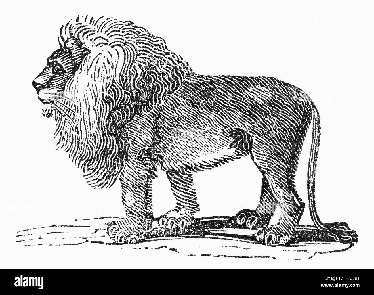 LION. /nLine engraving, 19th century Stock Photo - Alamy