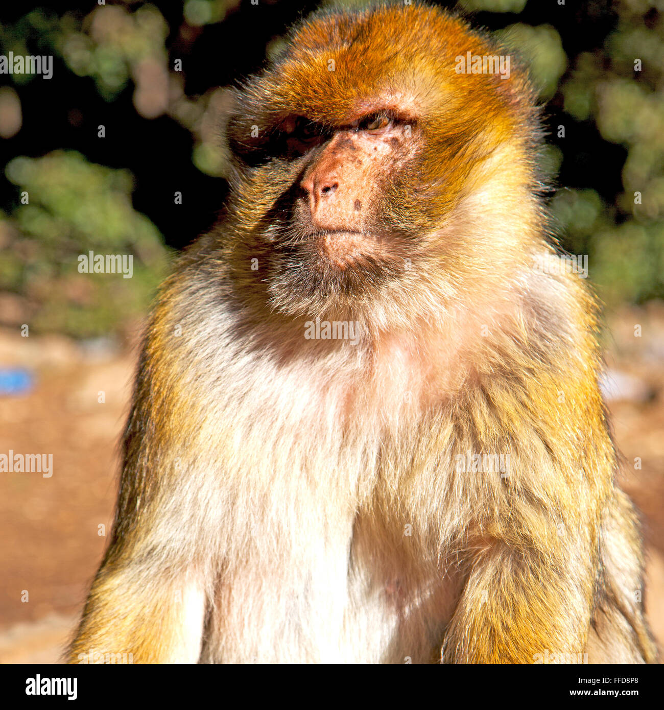 old monkey in africa morocco and natural background fauna close up ...