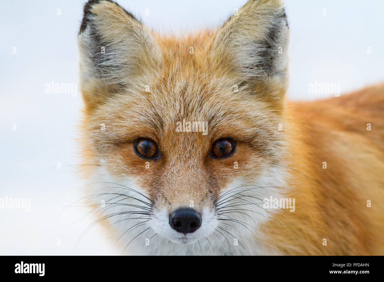 red fox portrait closeup Stock Photo - Alamy