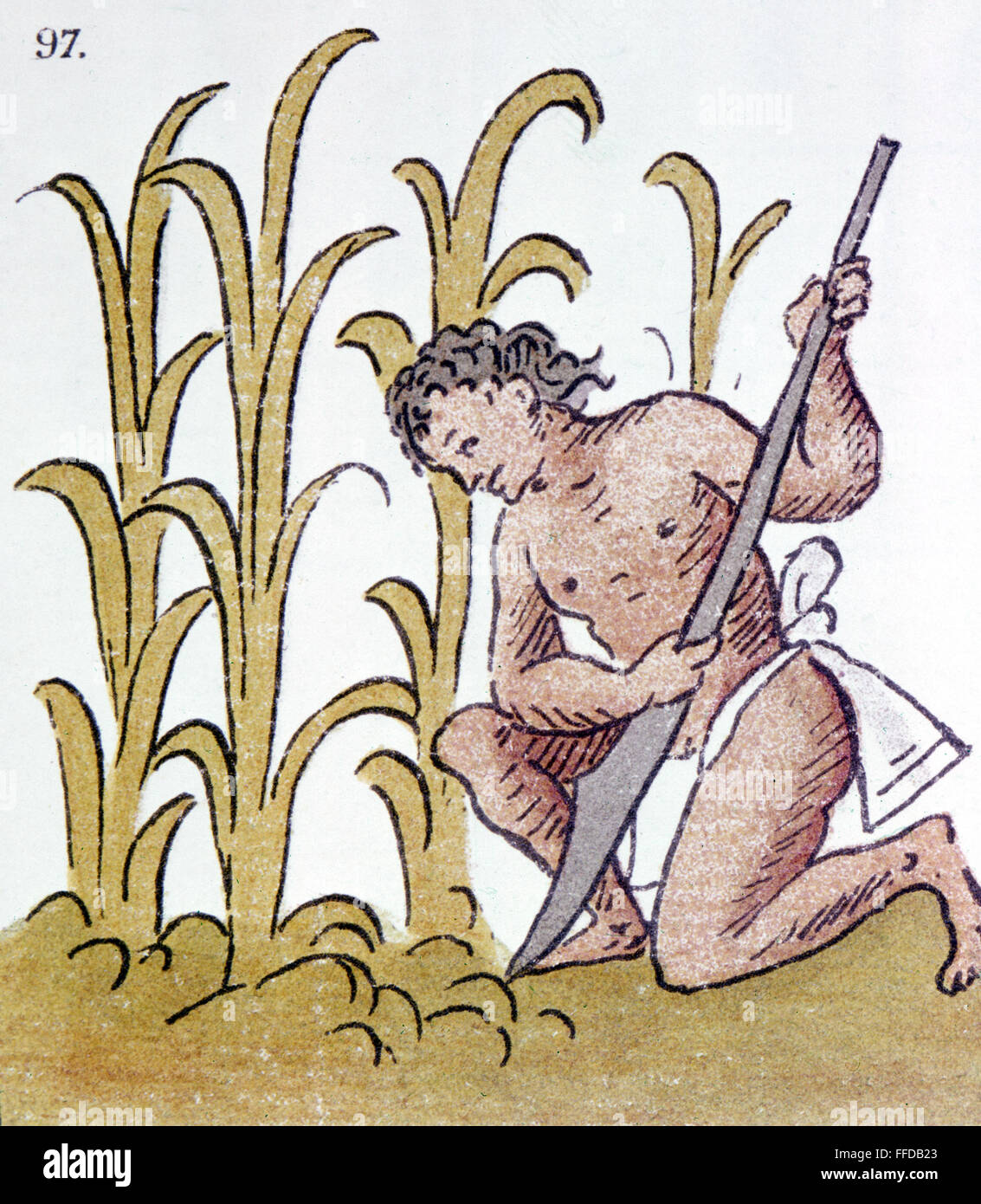 AZTEC FARMING. /nAn Aztec farmer cultivating a cornfield. Line drawing ...