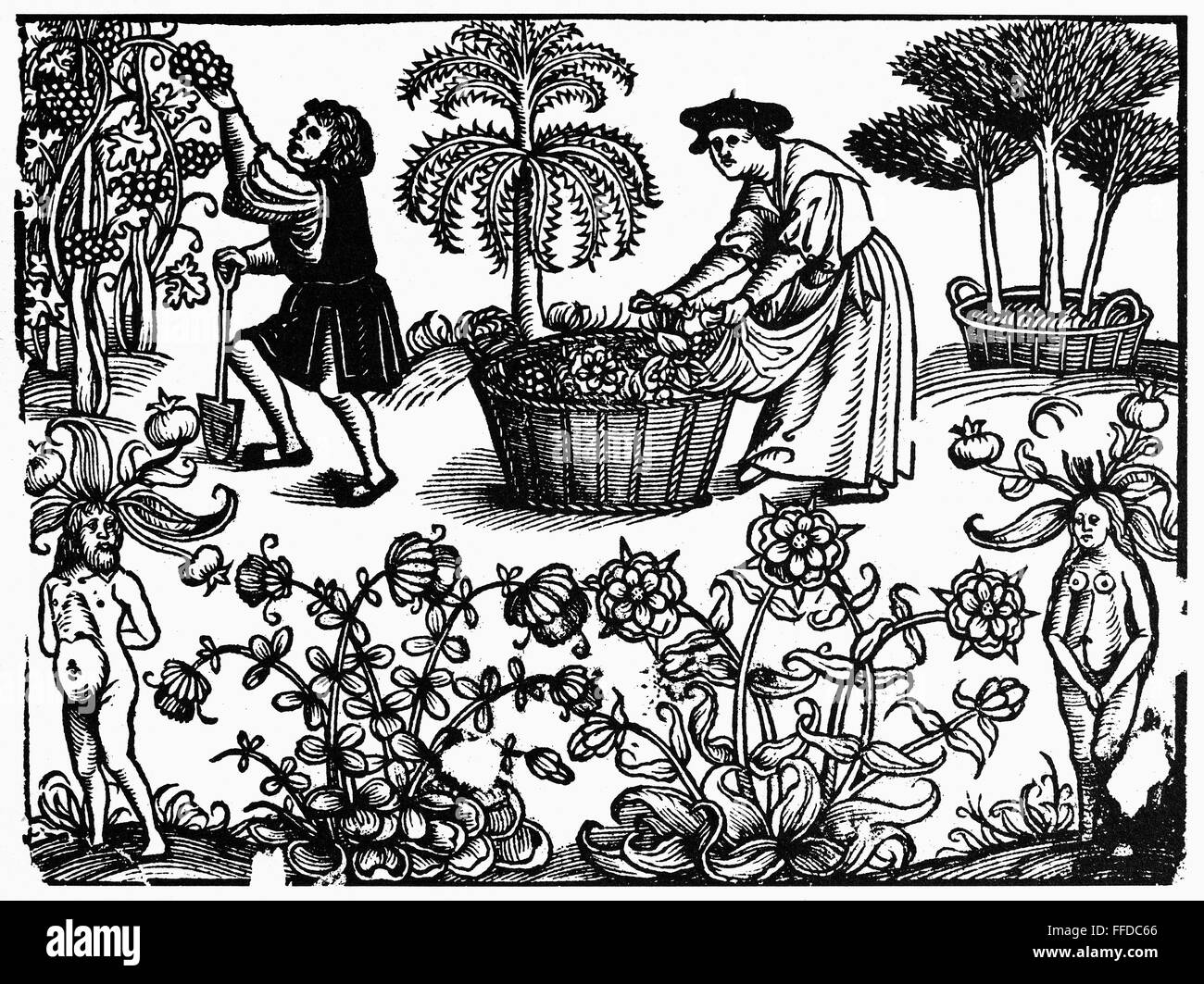 GRAPE HARVEST, 1576. /nWoodcut from the title page of 'The Grete ...