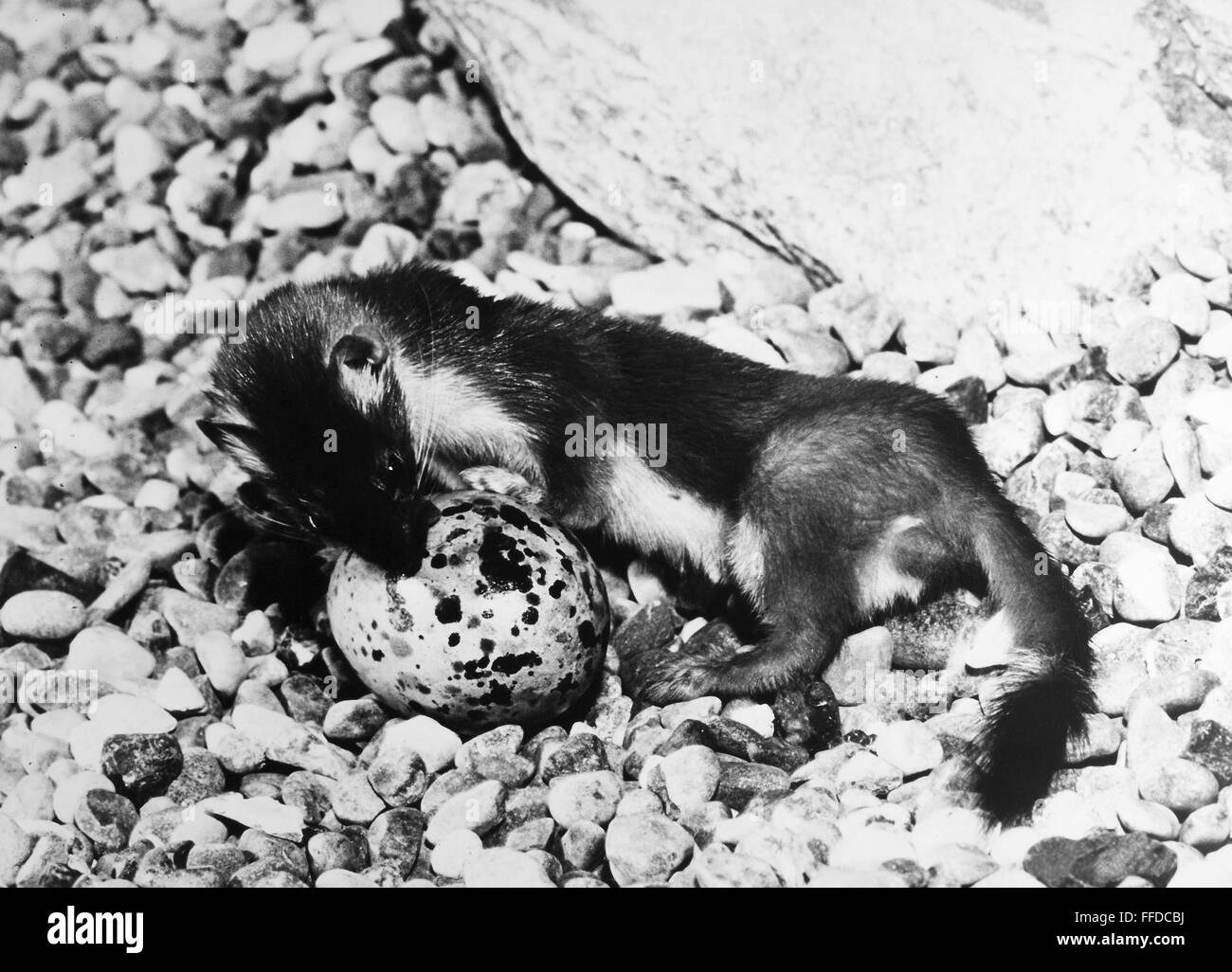 ZOOLOGY: WEASEL, 1958. /nA short-tailed weasel eating a stolen gull egg ...
