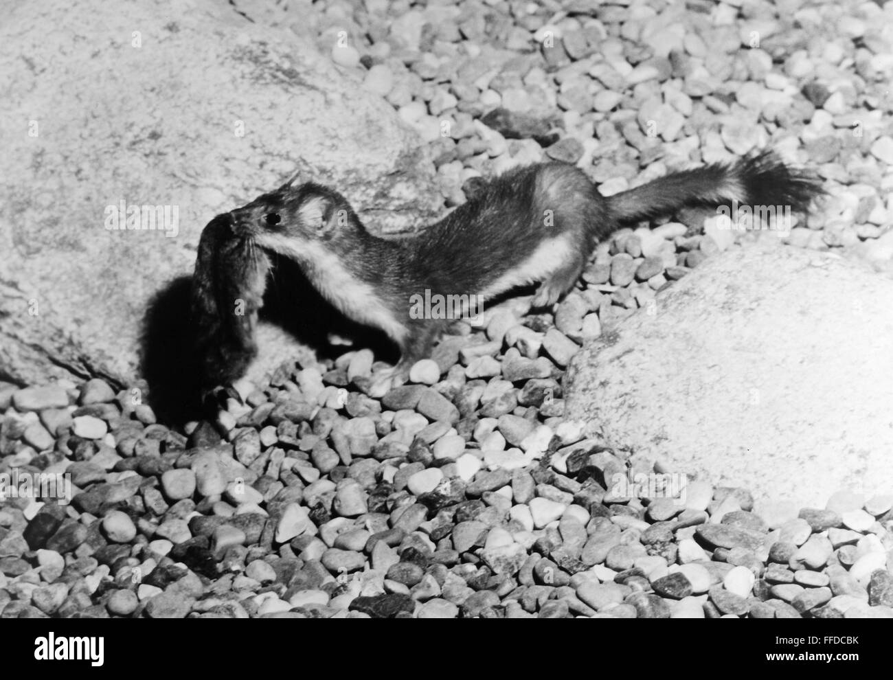 ZOOLOGY: ERMINE, 1958. /nAn ermine with a dead lemming. Still from the ...