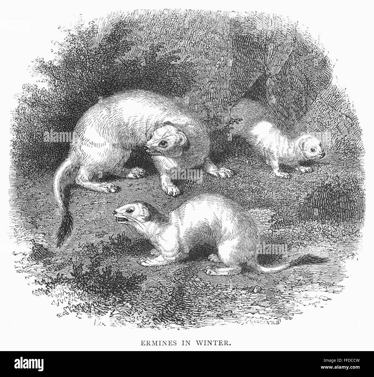 ERMINES IN WINTER. /nWood engraving, 19th century Stock Photo - Alamy