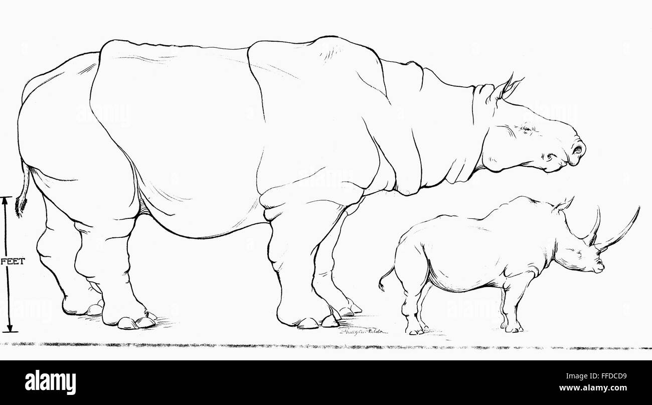 RHINOCEROS COMPARISON. /nSize comparison between a modern White Rhino ...