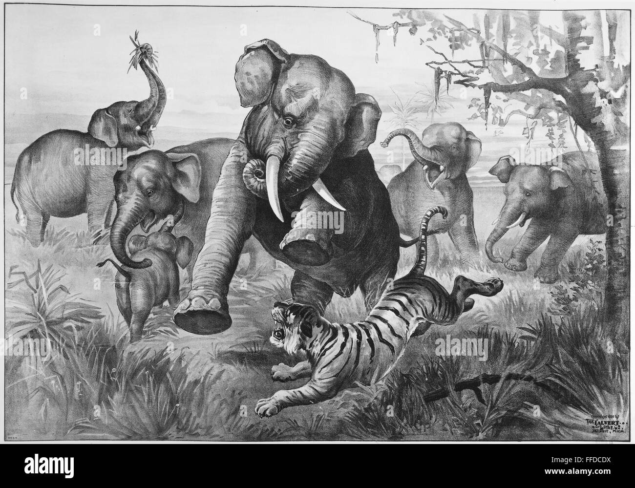 Tiger Vs Elephant Who Will Win