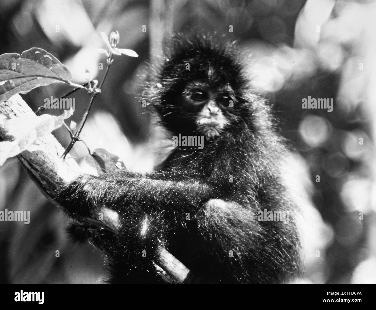 SPIDER MONKEY. /nPhotographed 20th century Stock Photo - Alamy