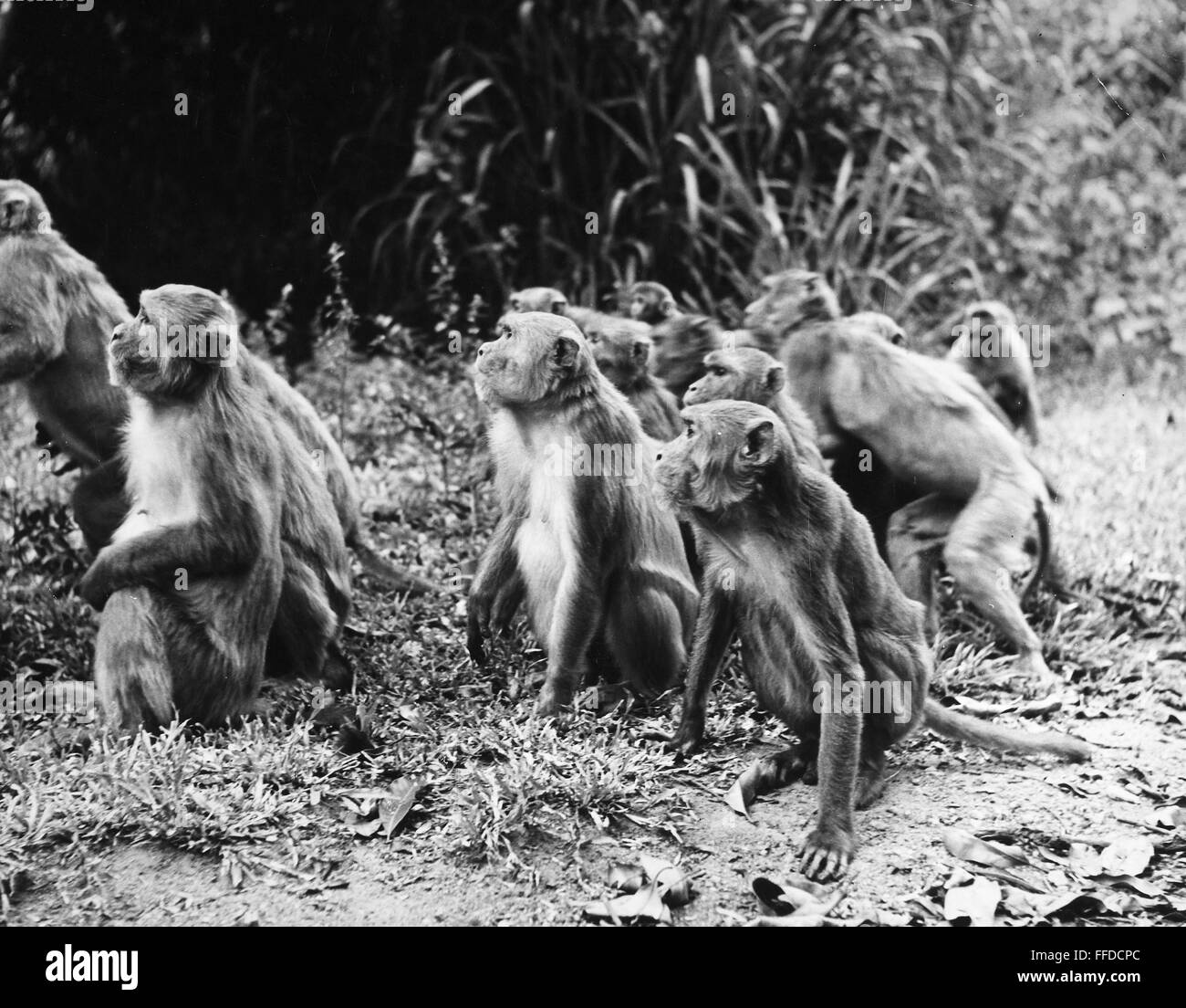 BRAZIL: MONKEYS. /nPhotographed 20th century Stock Photo - Alamy