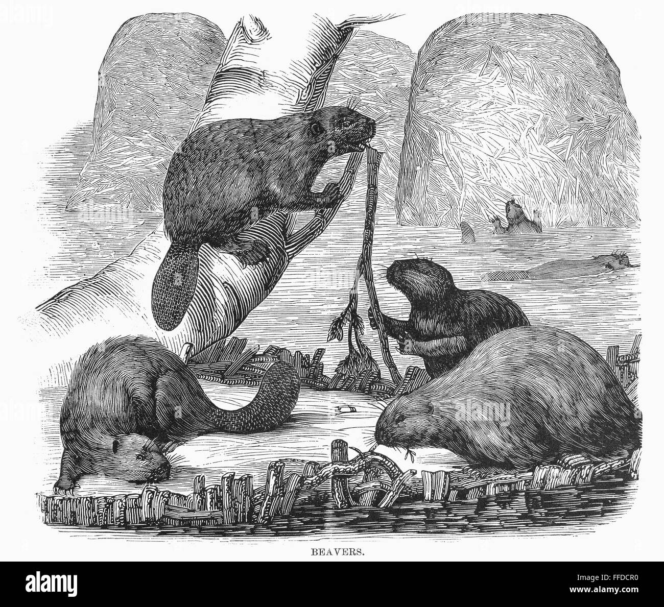 BEAVER. /nLine engraving, 19th century Stock Photo - Alamy