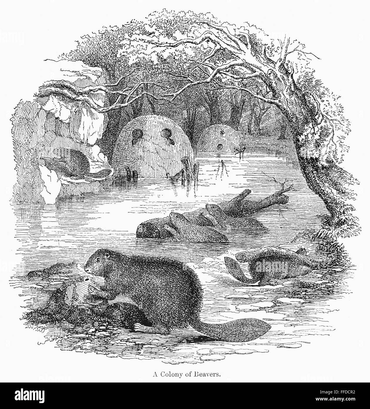 BEAVERS. /nLine engraving, 19th century Stock Photo - Alamy