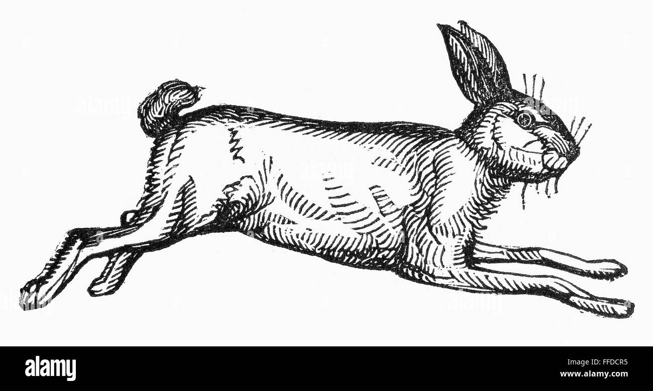 RABBIT. /nLine engraving, 19th century Stock Photo - Alamy