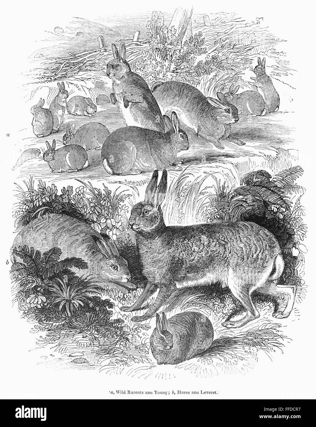 RABBIT. /nLine engraving, 19th century Stock Photo - Alamy