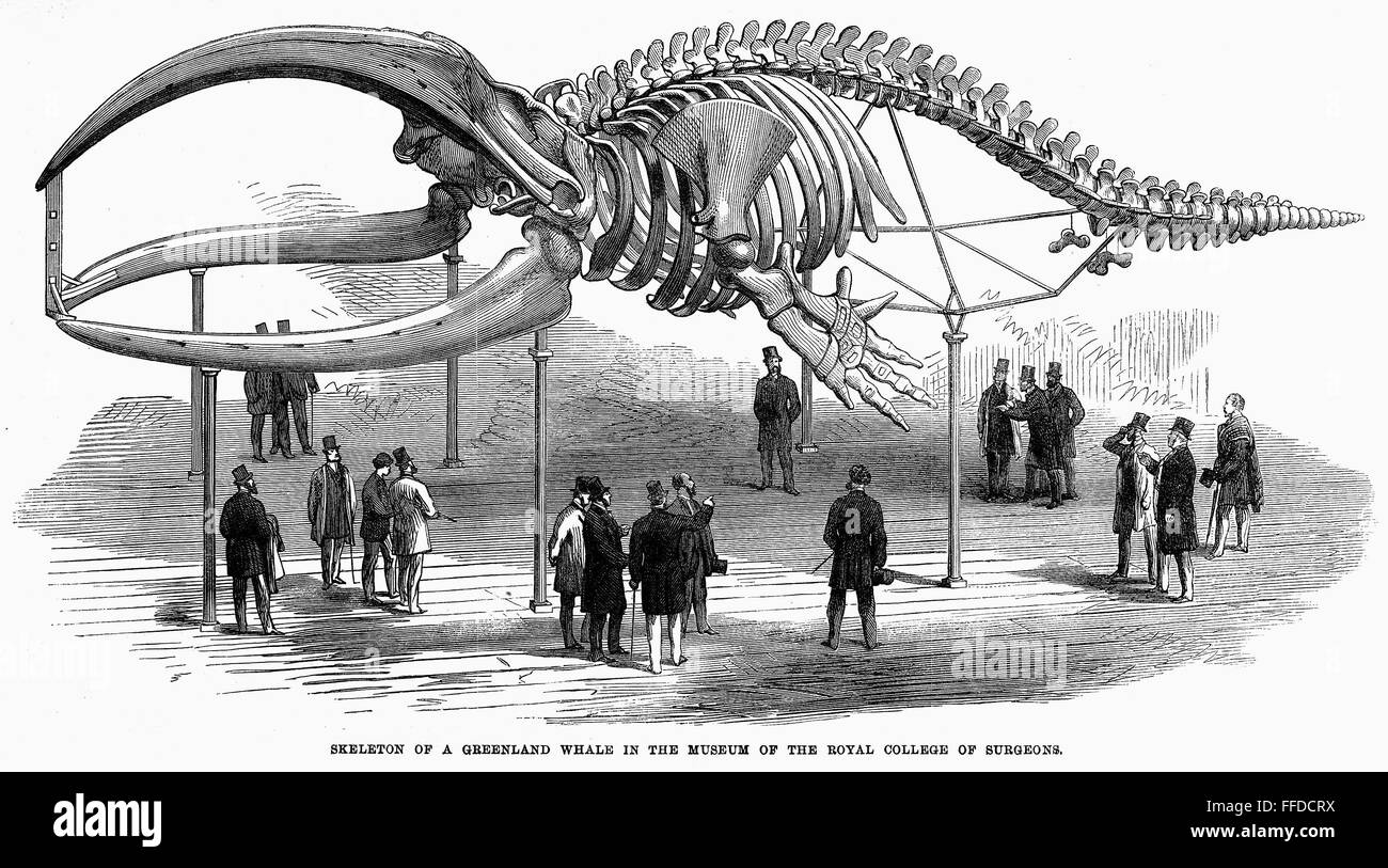 WHALE SKELETON, 1866. /nSkeleton of a Greenland whale in the Museum of ...