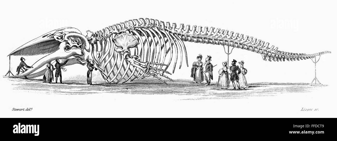 BALEEN WHALE SKELETON. /nThe skeleton of a roqual (baleen) whale ...