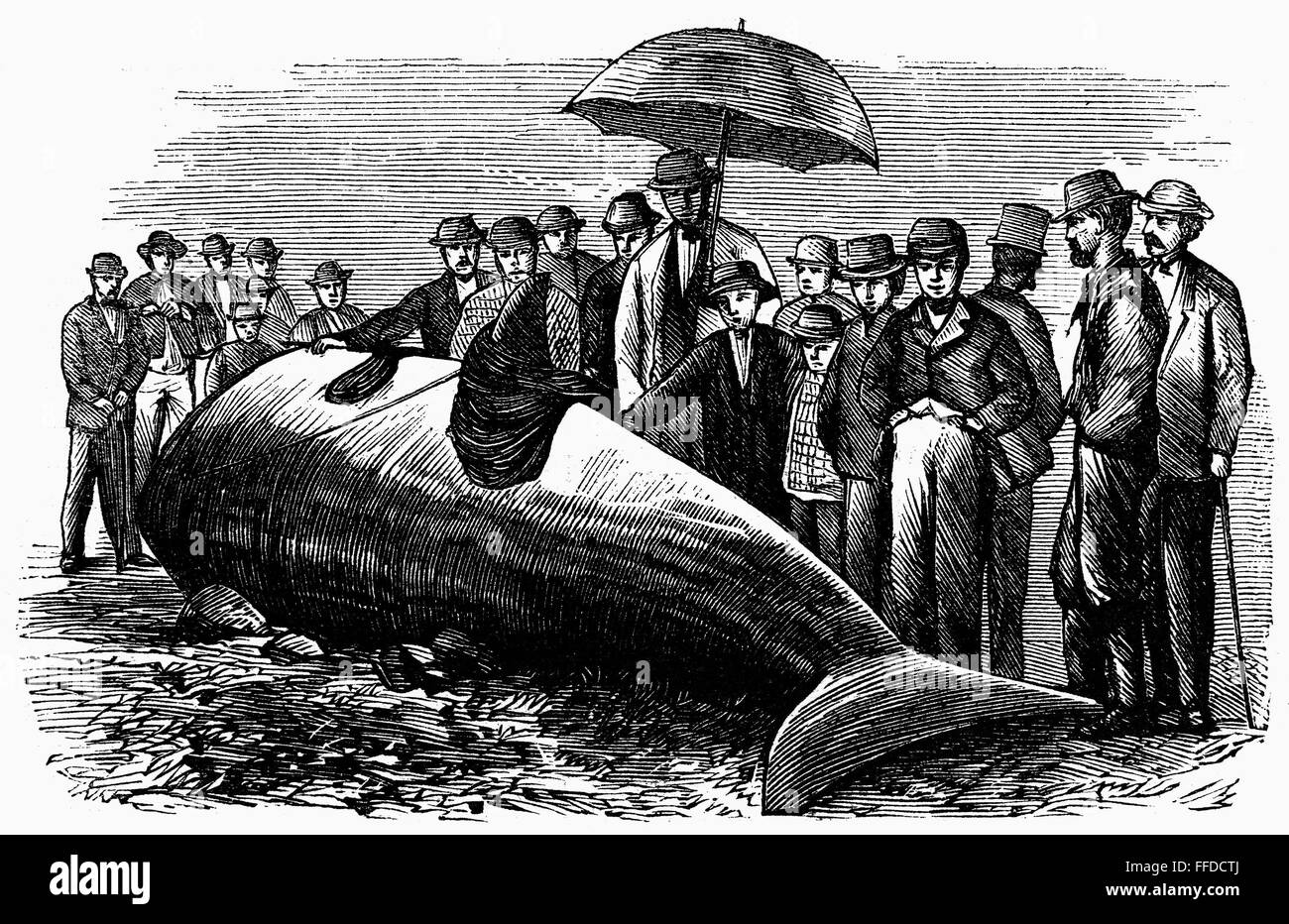 BEACHED WHALE, 1869. /n'Whale Captured near Tiverton, Rhode Island ...