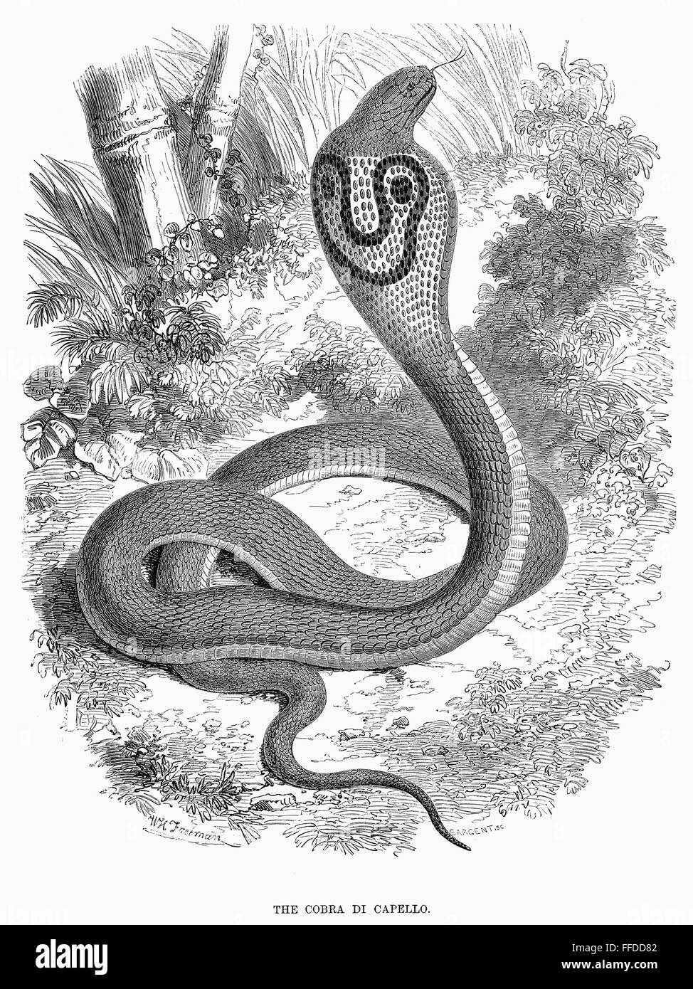 COBRA. /nThe cobra di capello. Line engraving, 19th century Stock Photo ...