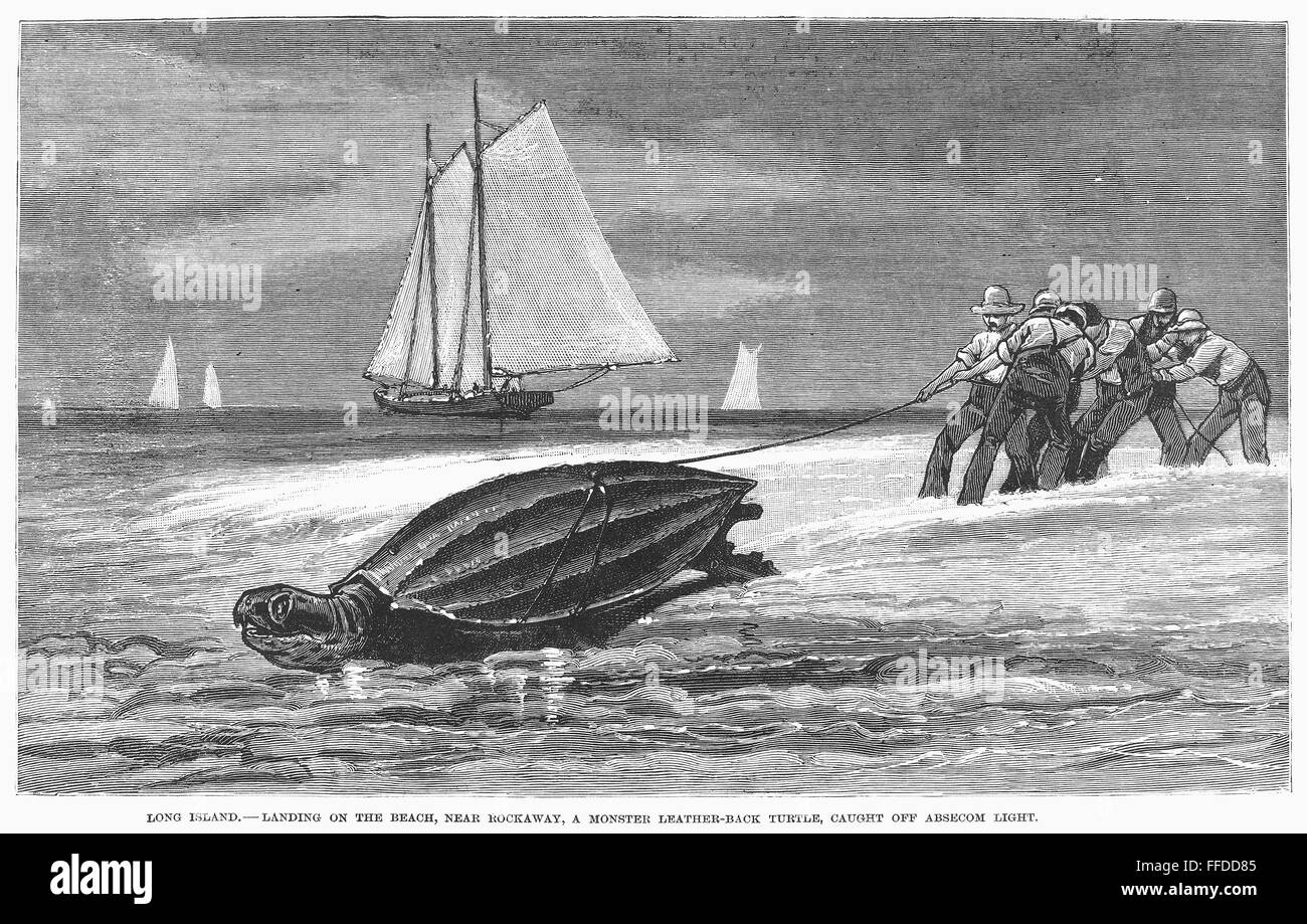 LONG ISLAND: TURTLE. /nMonster leatherback turtle landed at Absecom ...