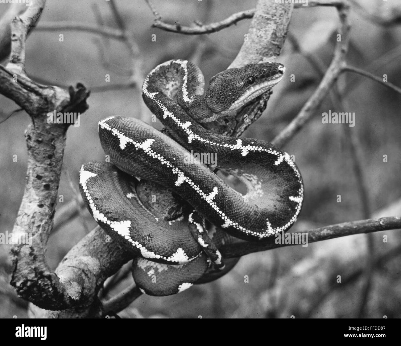 EMERALD TREE BOA. /nAmazon rainforest. Photographed 20th century Stock ...