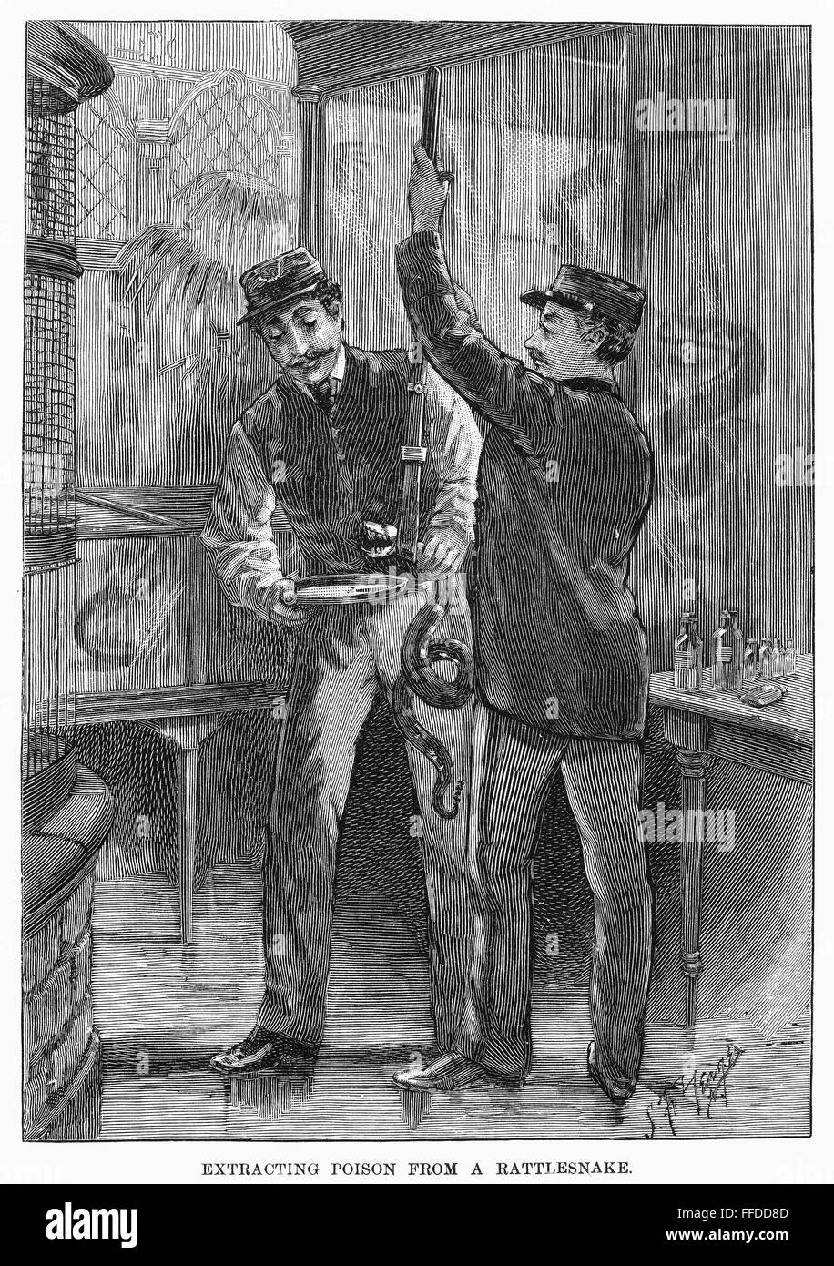 RATTLESNAKE. /nExtracting poison from a rattlesnake. Line engraving ...