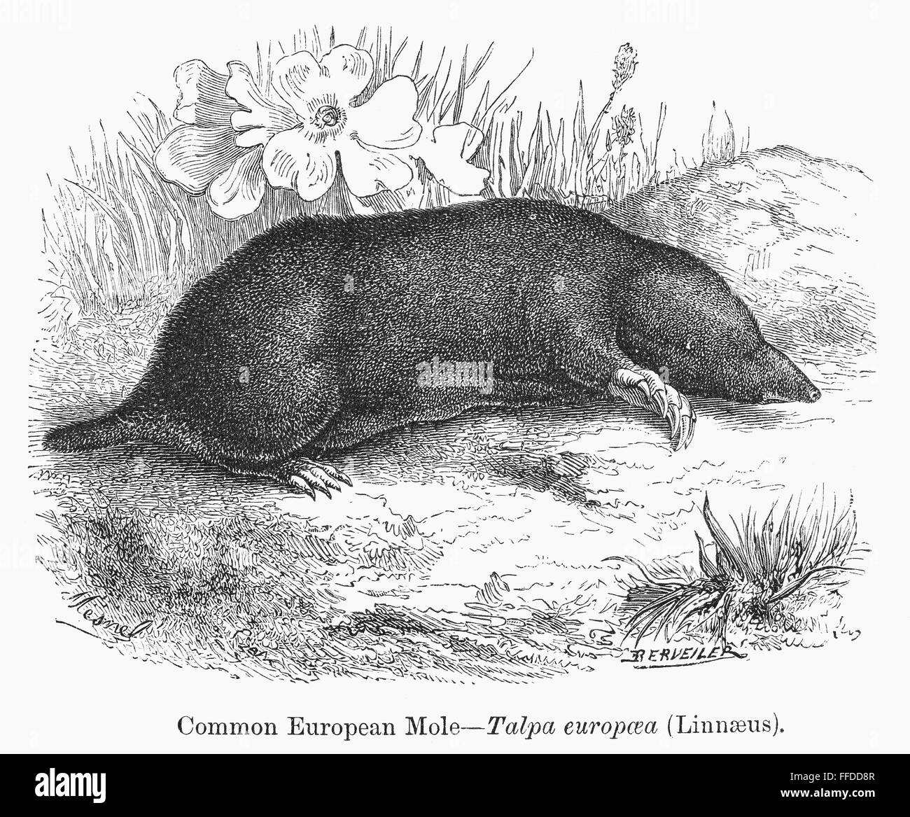 MOLE. /nCommon European mole. Line engraving, 19th century Stock Photo ...