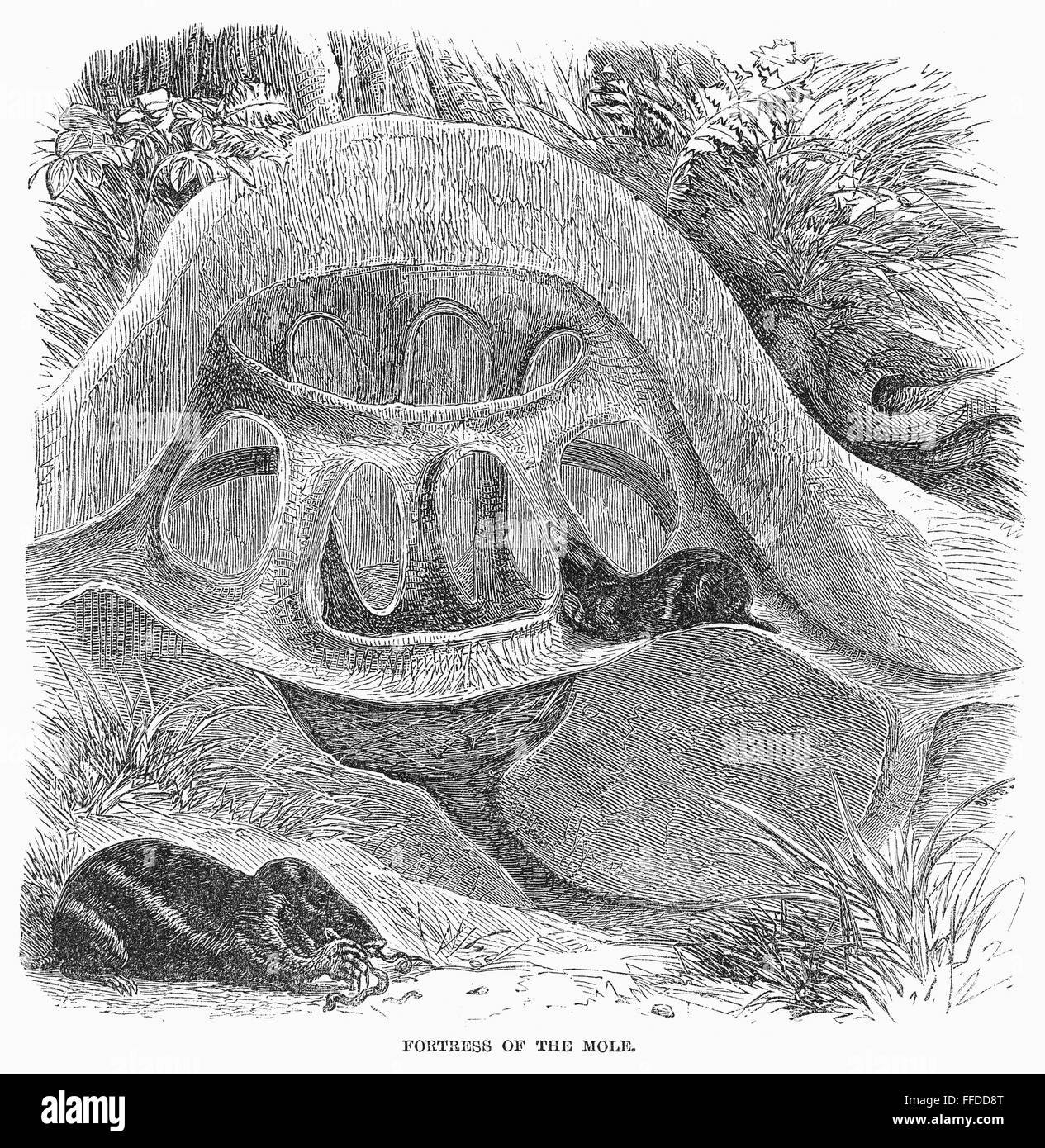 MOLE DWELLING. /nFortress of the mole. Line engraving, 19th century ...