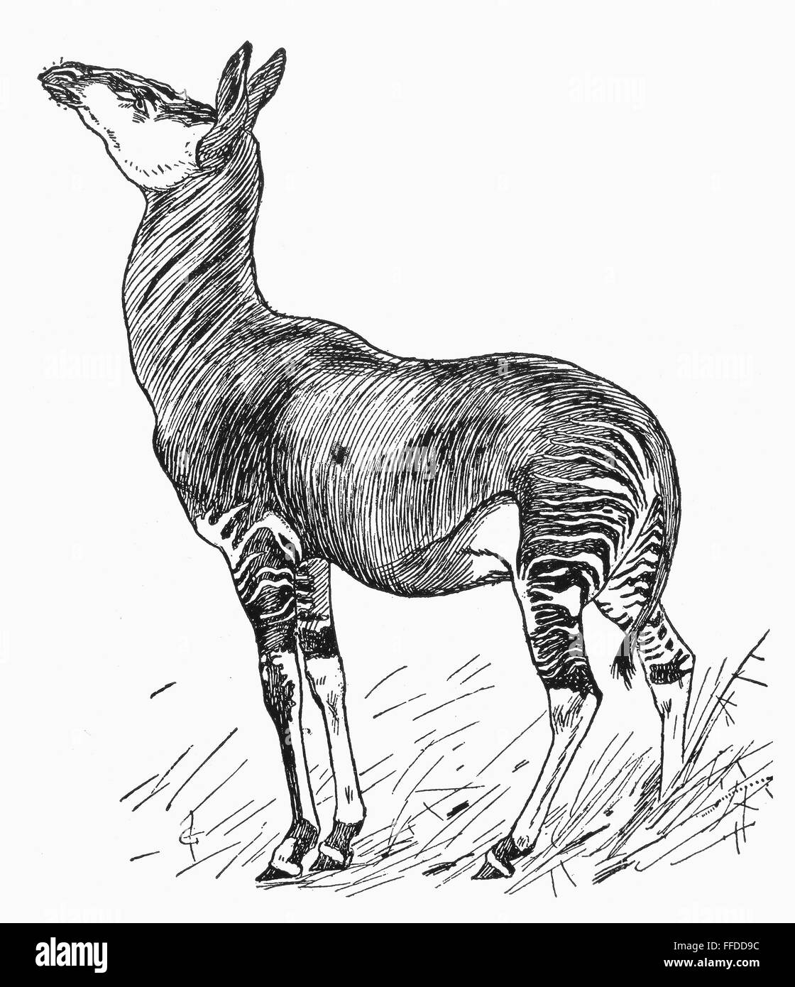 OKAPI. /nPen and ink drawing Stock Photo - Alamy