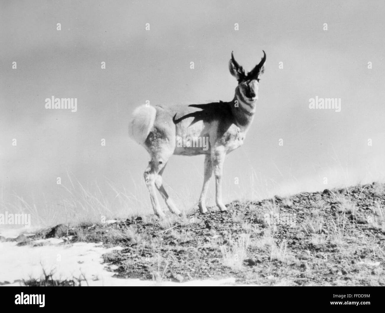 PRONG-HORN ANTELOPE. /nPhotographed 20th century Stock Photo - Alamy