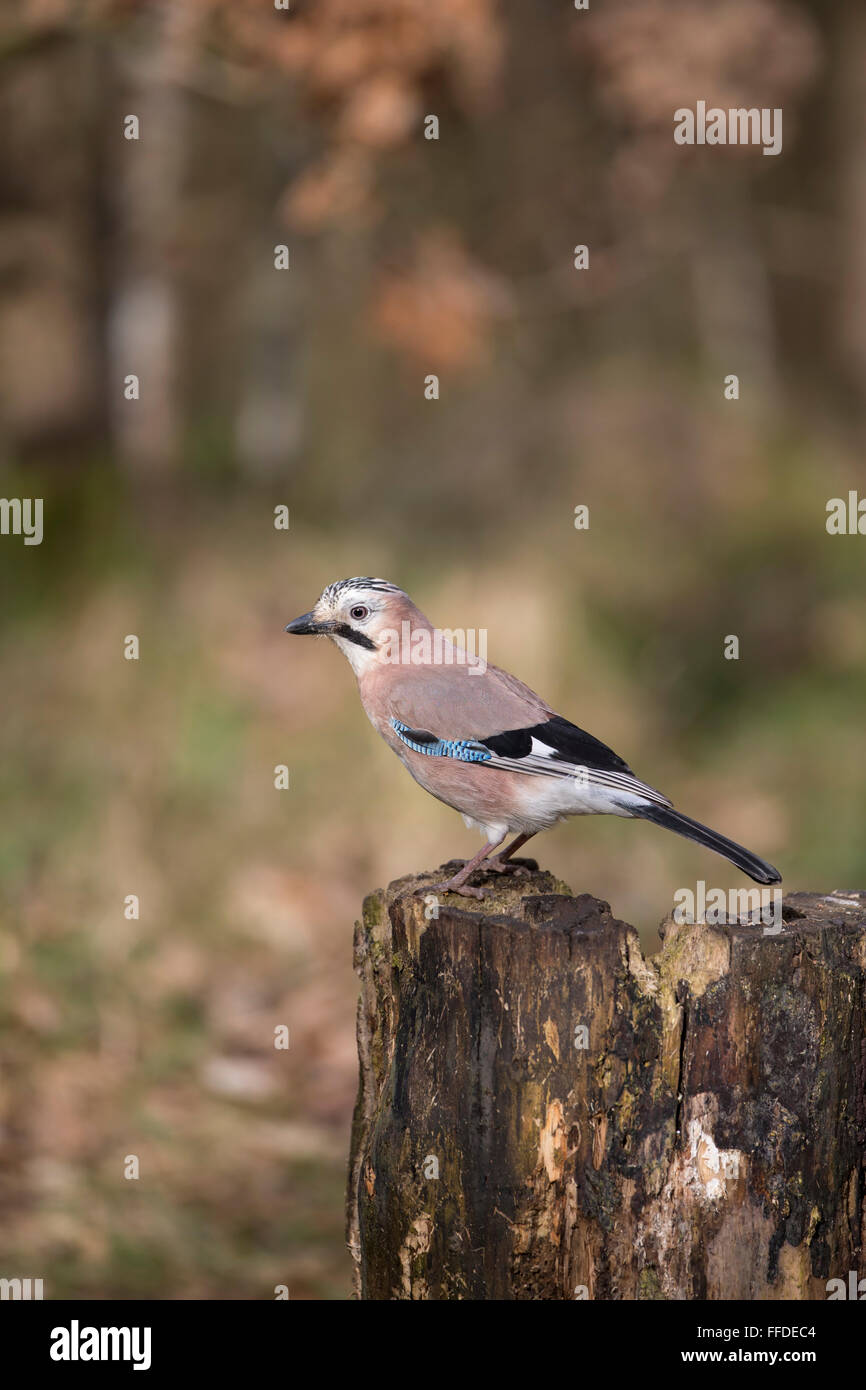 Bird screeching High Resolution Stock Photography and Images - Alamy