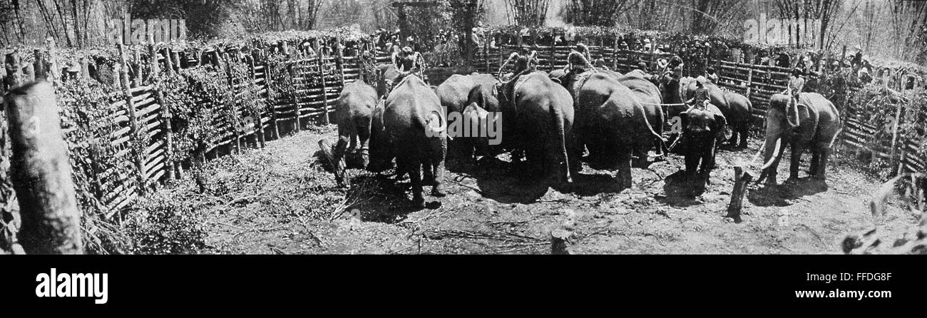 INDIA: ELEPHANT STOCKADE. /n'Noosing operations within the kheddeh ...