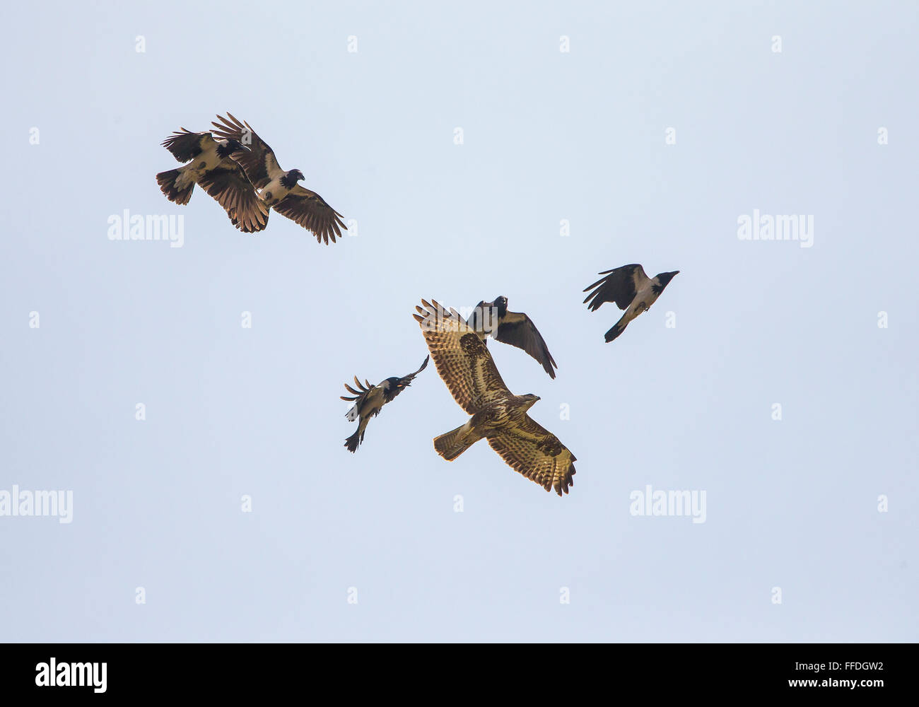 Buzzard Buteo buteo mobbed by Hooded Crows Corvus cornix mandria cyprus ...